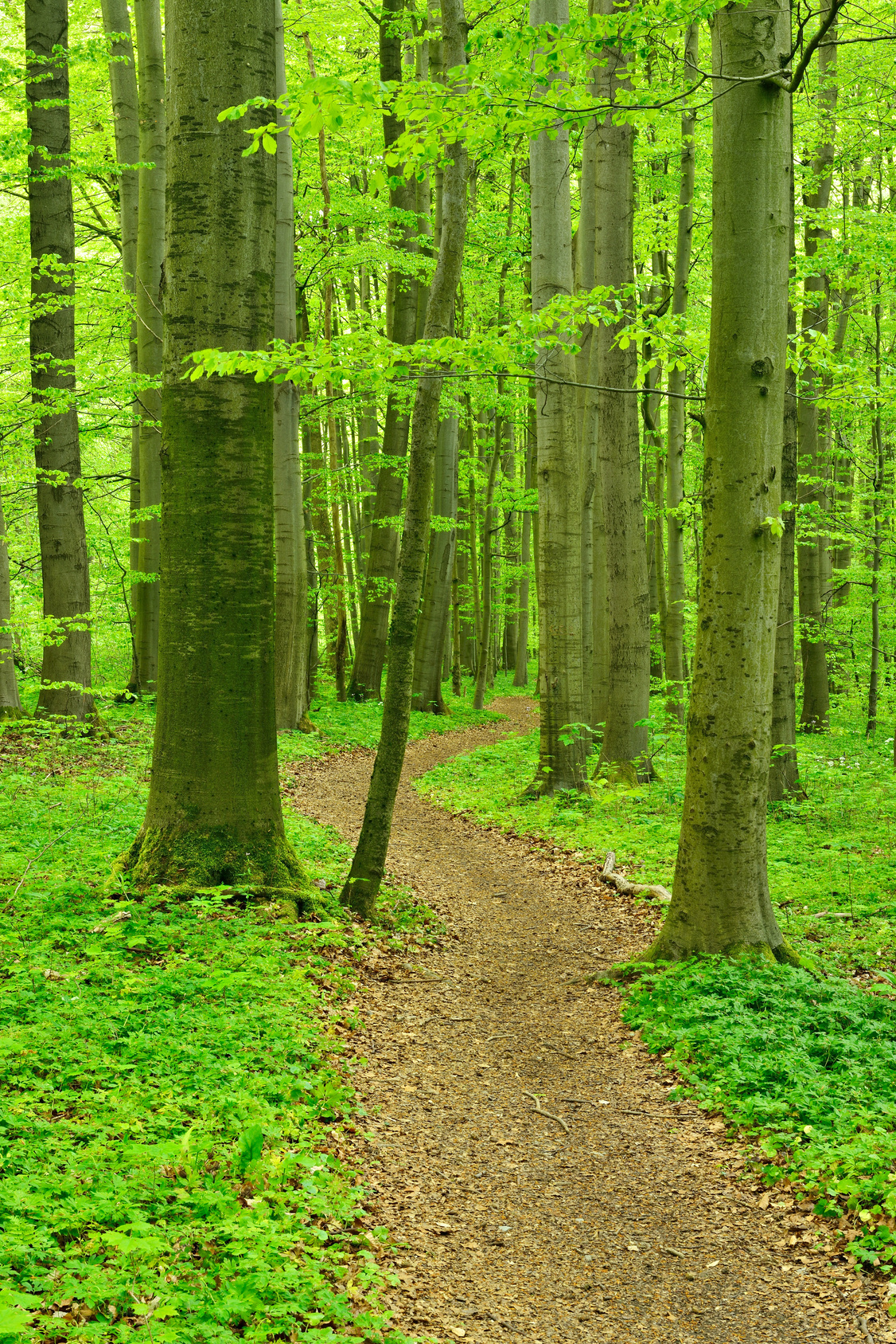 Wanderweg schlängelt sich durch Buchenwald im zeitigen Frühjahr ...