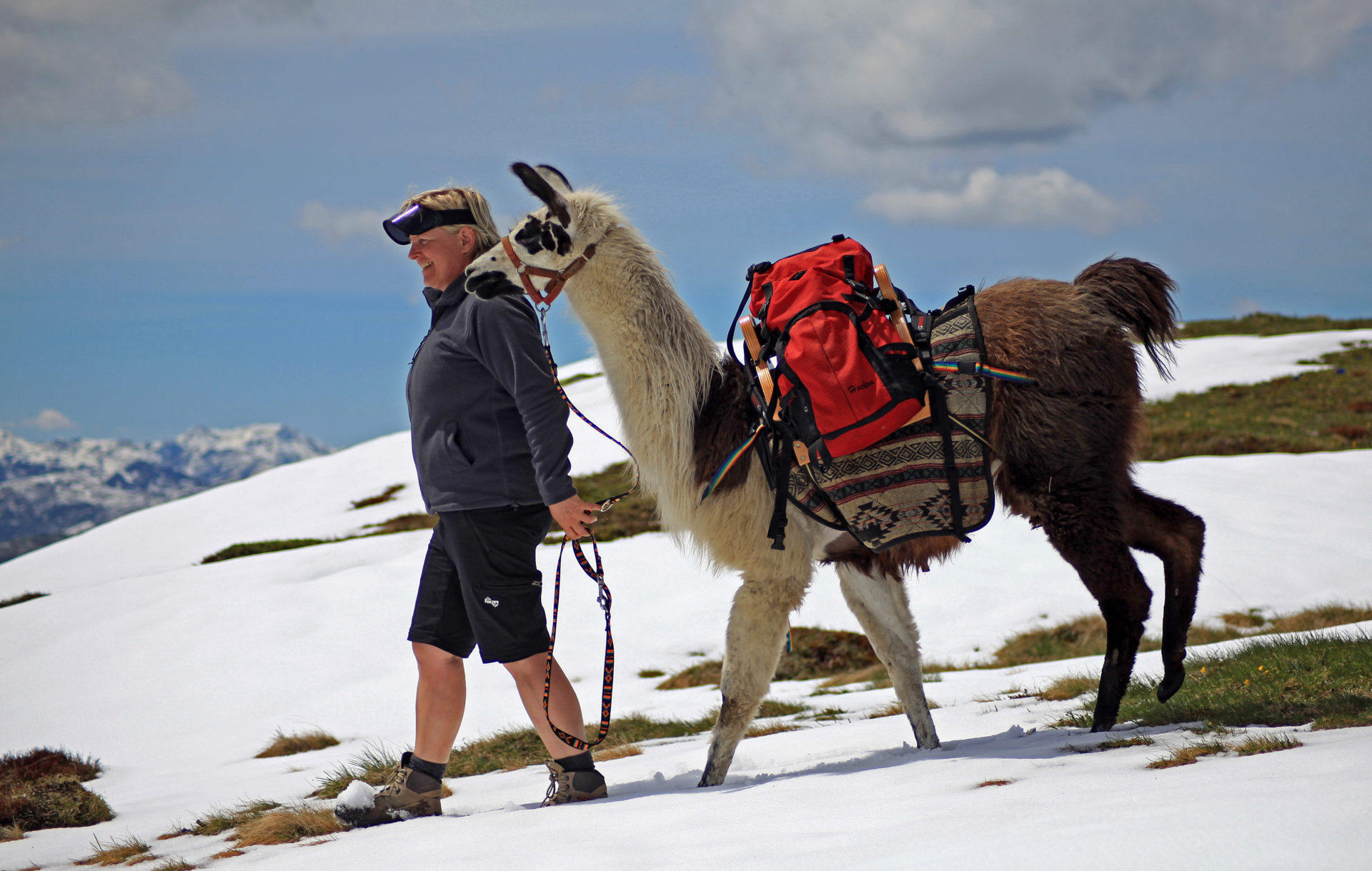 Mein Trekking-Lama – llama trekking - Condorcet